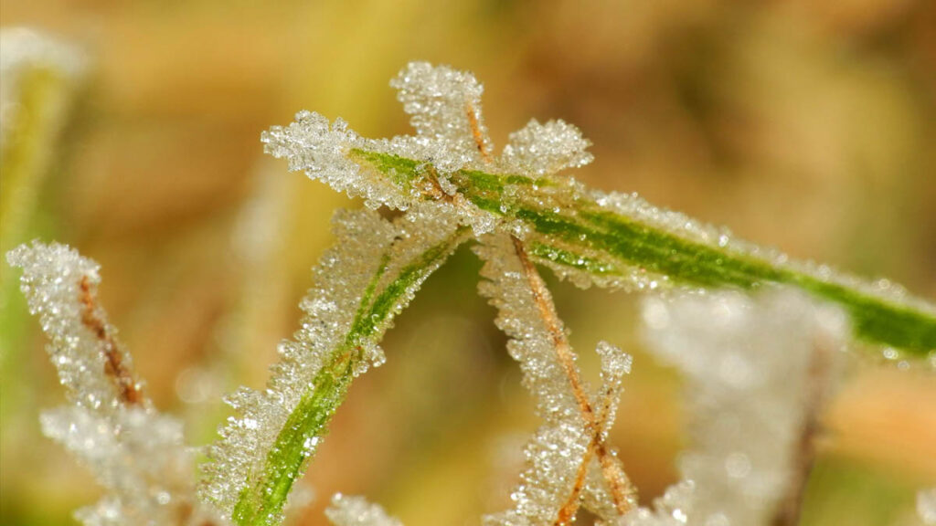 ¿La escarcha y la helada son el mismo fenómeno? – InfoTiempo